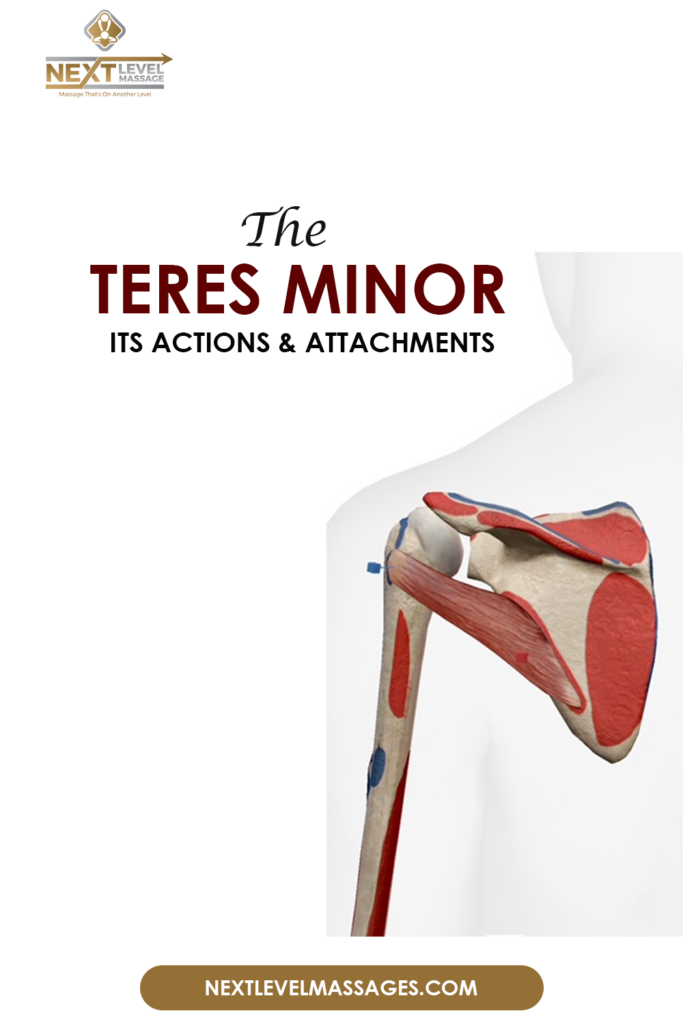 Muscles (20 Amazing Muscle Actions and Attachments) | Next Level Massages