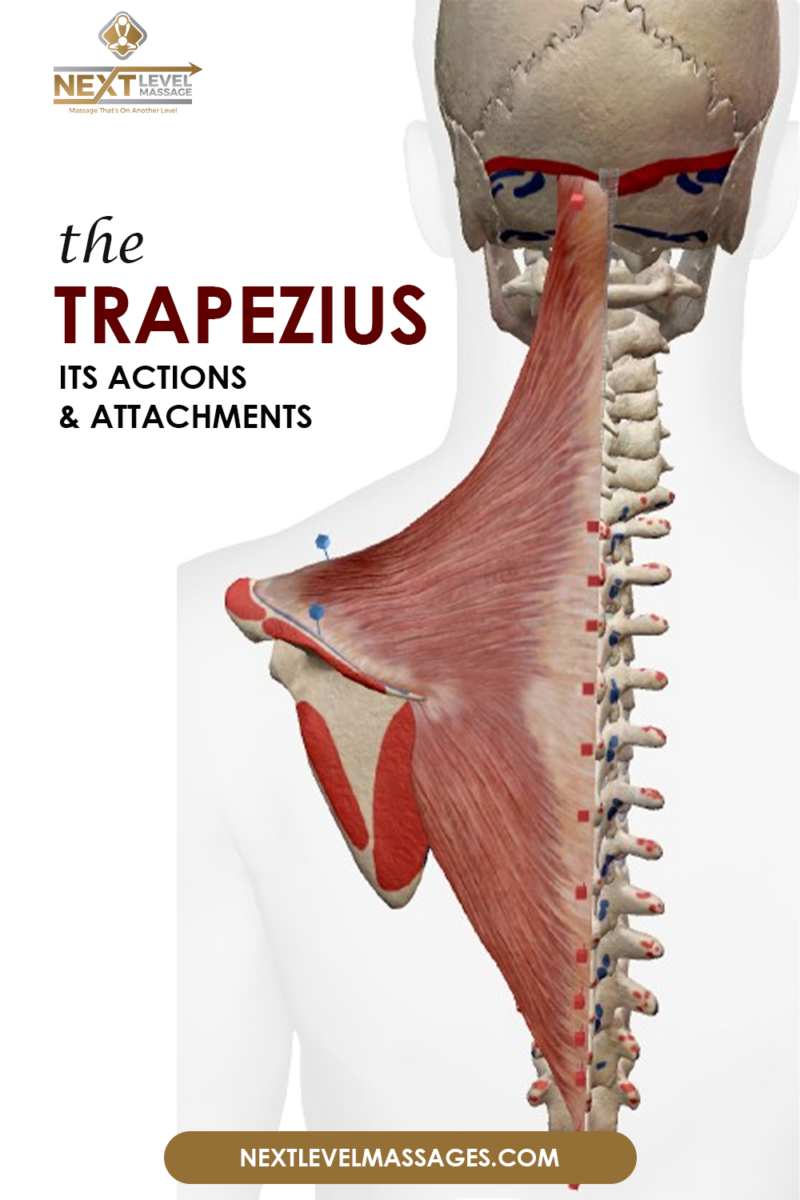 Muscles (20 Amazing Muscle Actions and Attachments) | Next Level Massages