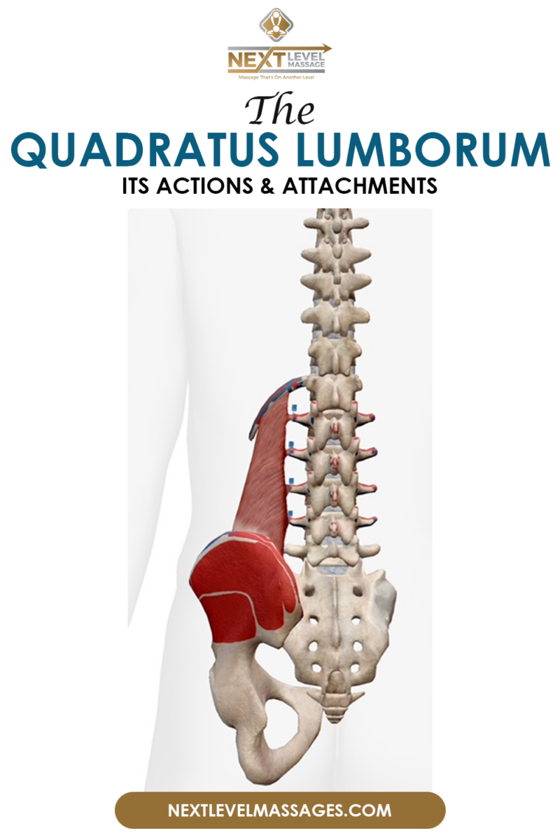 Muscles (20 Amazing Muscle Actions and Attachments) | Next Level Massages